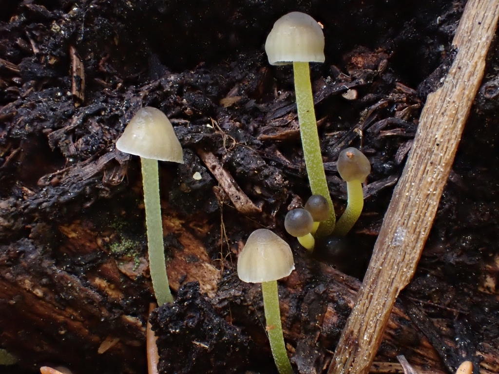 Yellowleg Bonnet from Sawyers Bar, CA 96027, USA on October 21, 2023 at ...