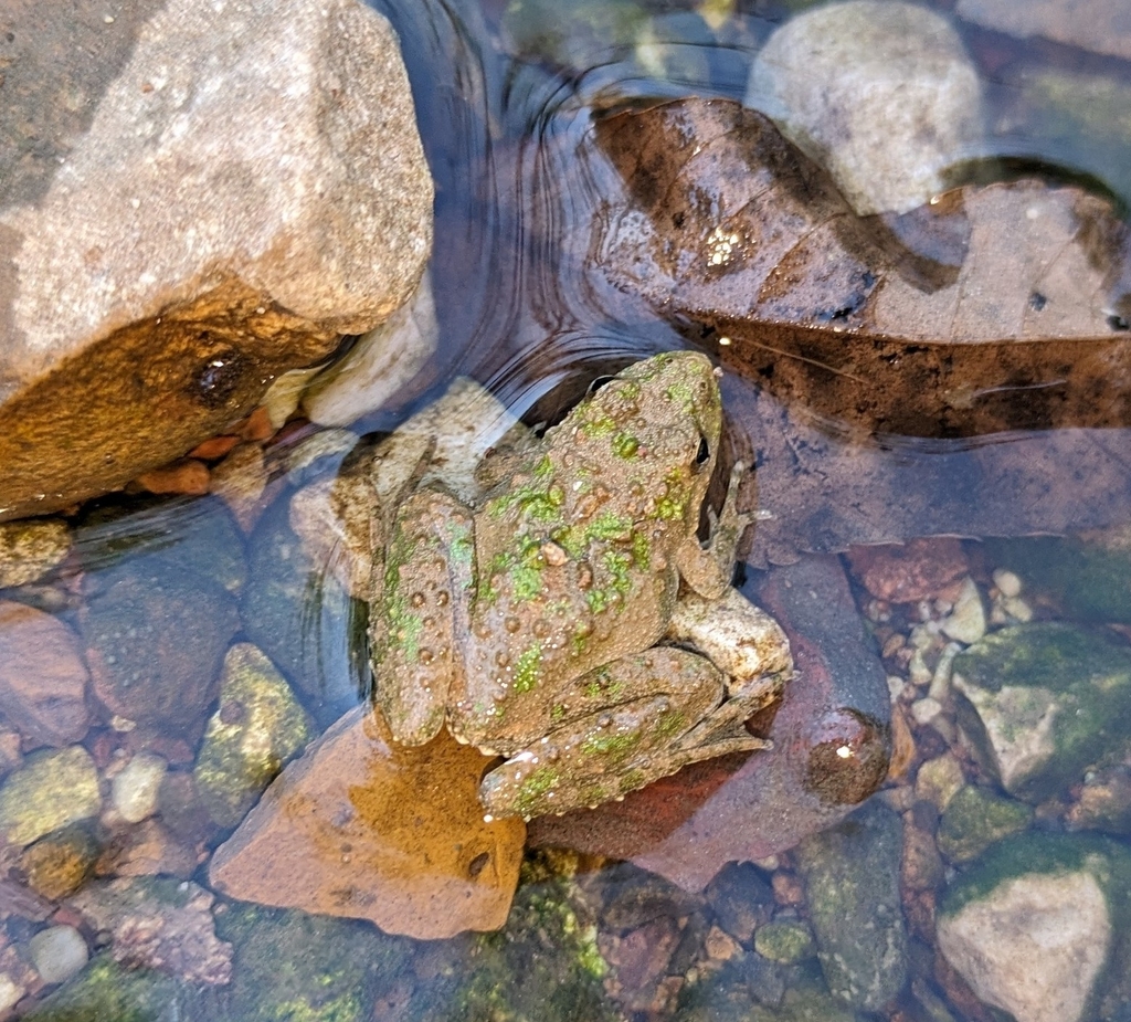 Blanchard's Cricket Frog from Springfield on October 22, 2023 at 04:36 ...