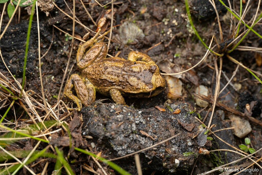 Valdivia Spiny-chest Frog in October 2023 by MatiasG · iNaturalist