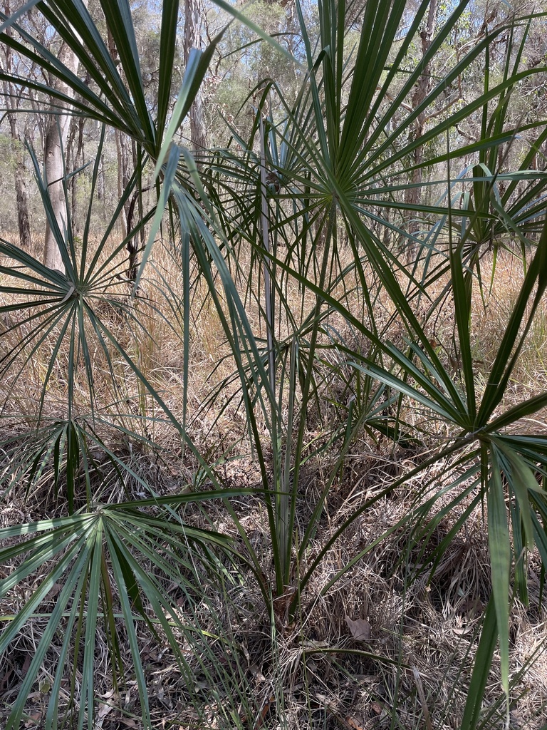 Ribbon Fan Palm from Beutel St, Waterford West, QLD, AU on October 23 ...