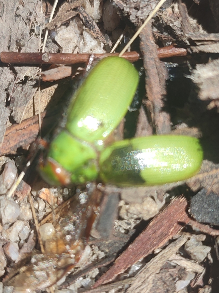 Xylonichus from Williamsdale NSW 2620, Australia on October 22, 2023 at ...