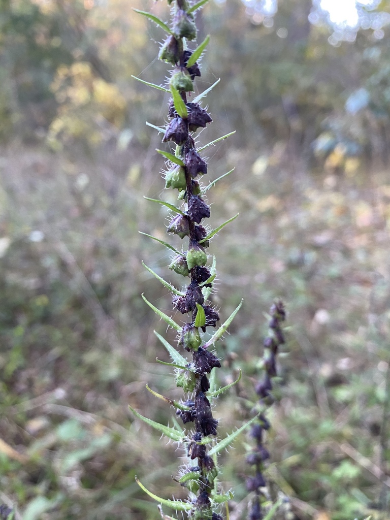 Sumpweed in October 2023 by abelkinser · iNaturalist