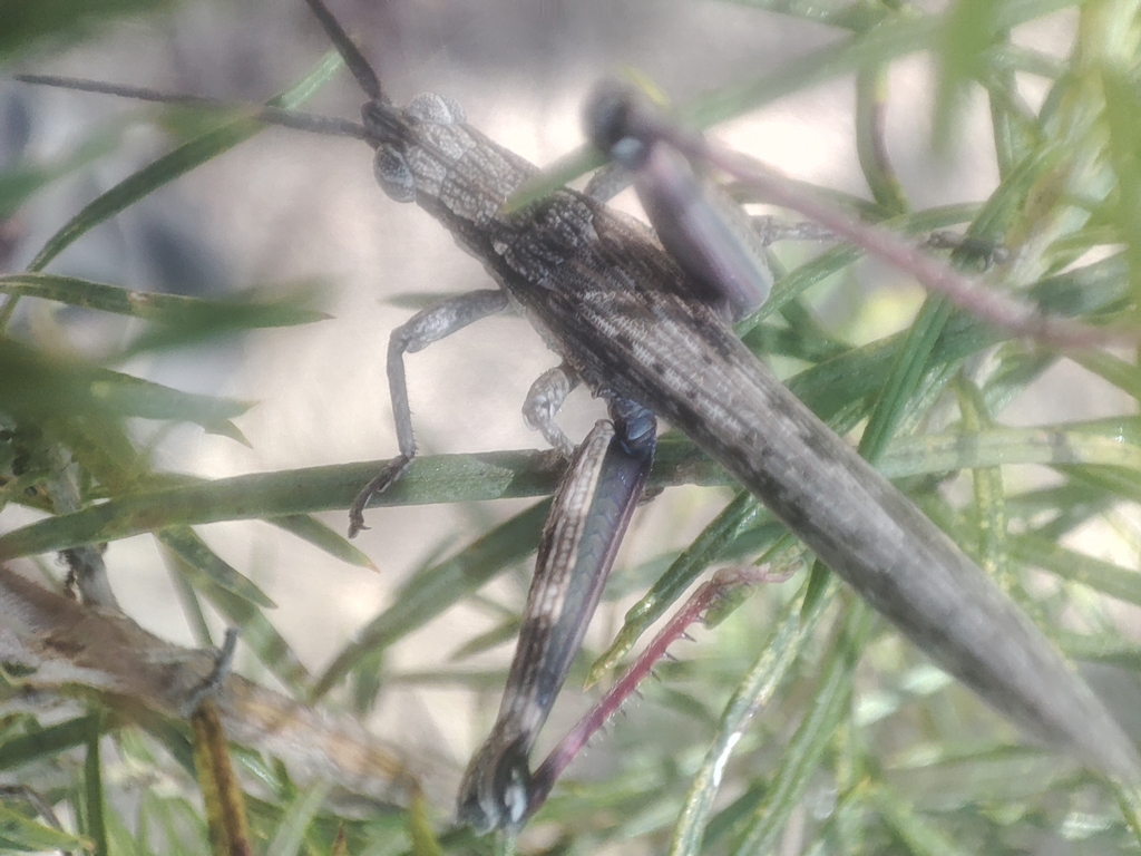 Bark-mimicking Grasshopper from Williamsdale NSW 2620, Australia on ...