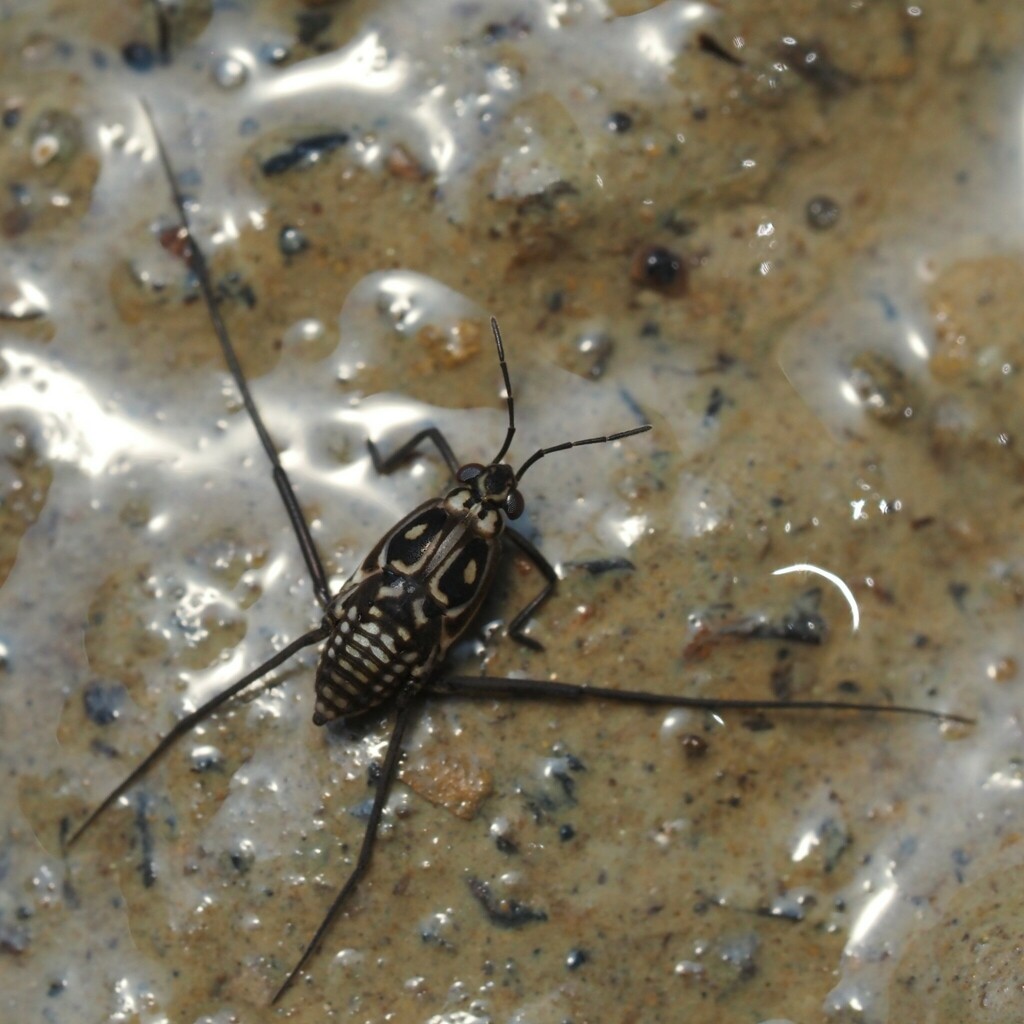 Trepobates from Mills County, TX, USA on October 20, 2023 at 02:44 PM ...