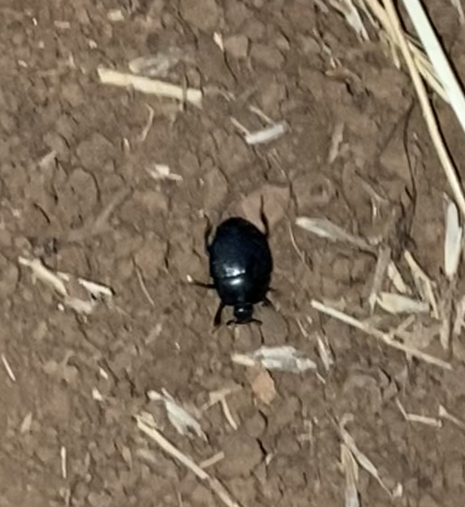 Saprinus in October 2023 by Rusty Cooper · iNaturalist