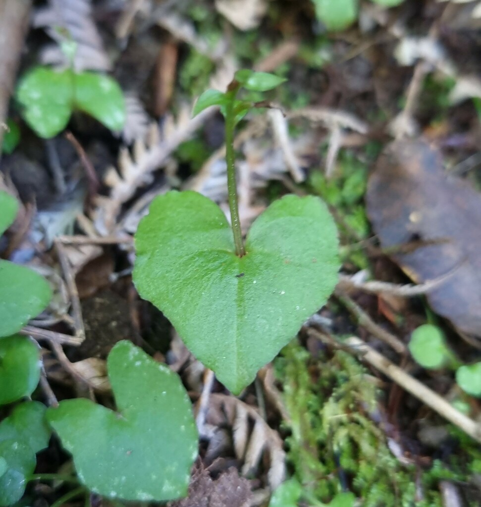 Pixie cap from Tasman District, Tasman, New Zealand on October 23, 2023 ...