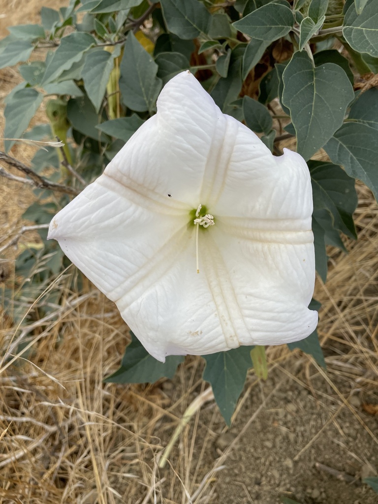 Sacred Datura from Newhall Community Park, Concord, CA, US on October ...
