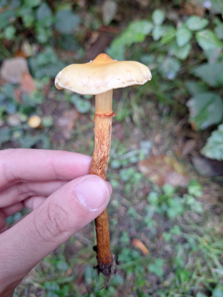 Flammula from Omega, Port Orchard, WA 98367 on October 22, 2023 at 04: ...