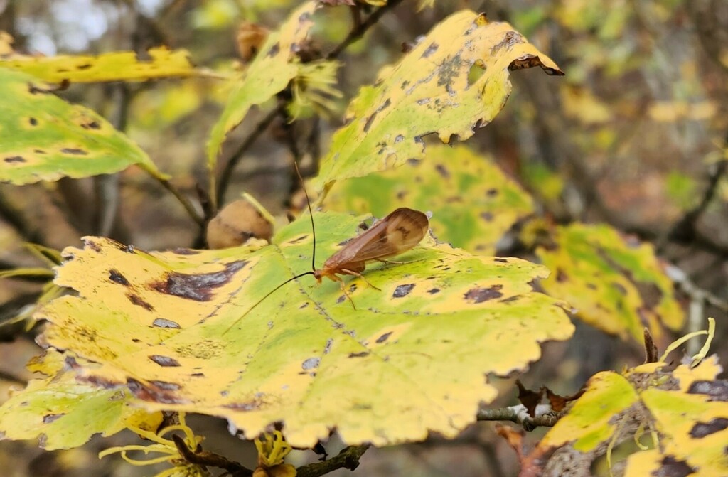 Pycnopsyche from Allegany County, MD, USA on October 21, 2023 at 12:42 ...
