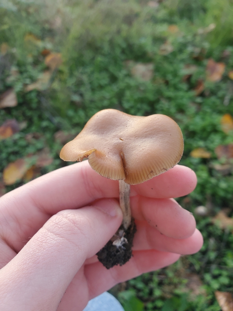 Wavy Cap in October 2023 by tartbaker. Wavy cap? · iNaturalist
