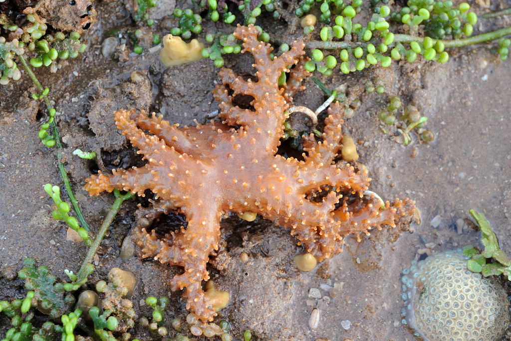 Nephtheidae from Port Hedland on October 1, 2023 at 05:57 AM by ...
