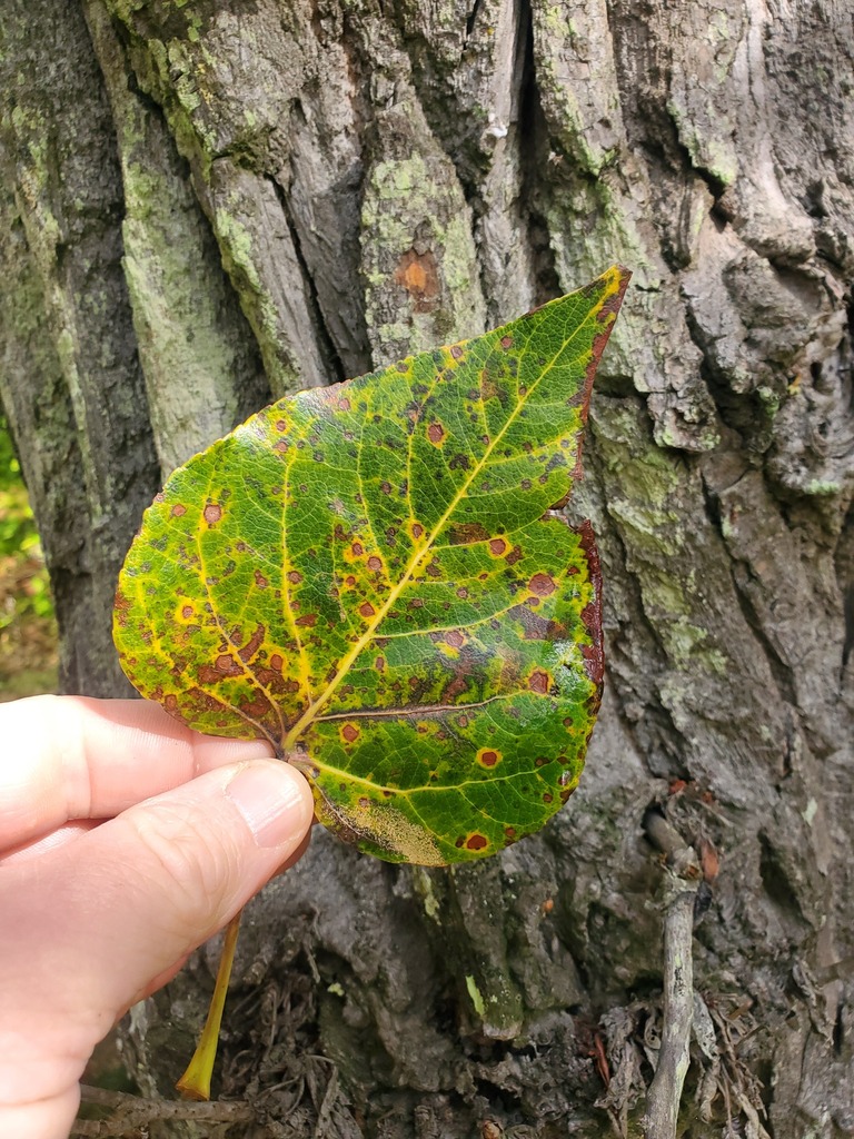 balsam poplar from Skagway, AK 99840, USA on September 23, 2023 at 02: ...