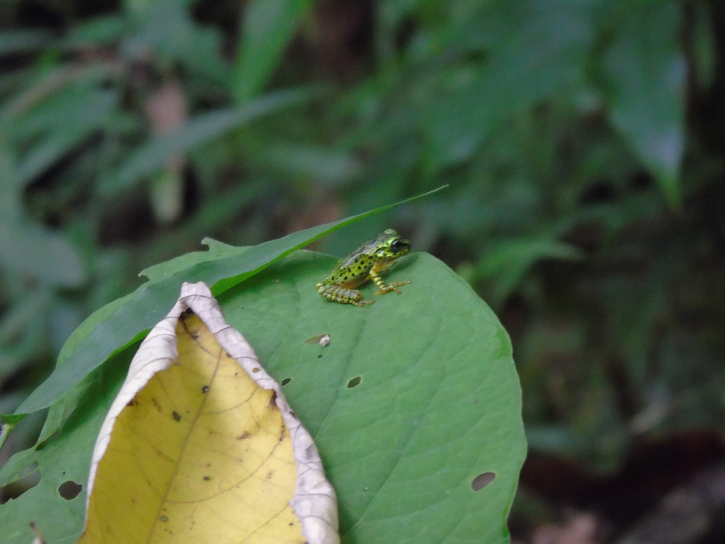 Porthole tree frog from Teziutlán, Pue., México on October 3, 2023 at 04:30 PM by Biól. Carlos ...