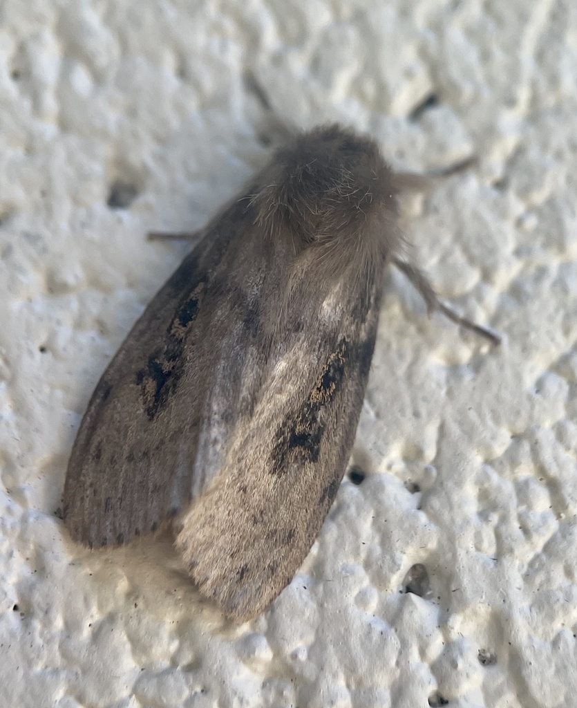 White Cedar Moth in October 2023 by suecee · iNaturalist