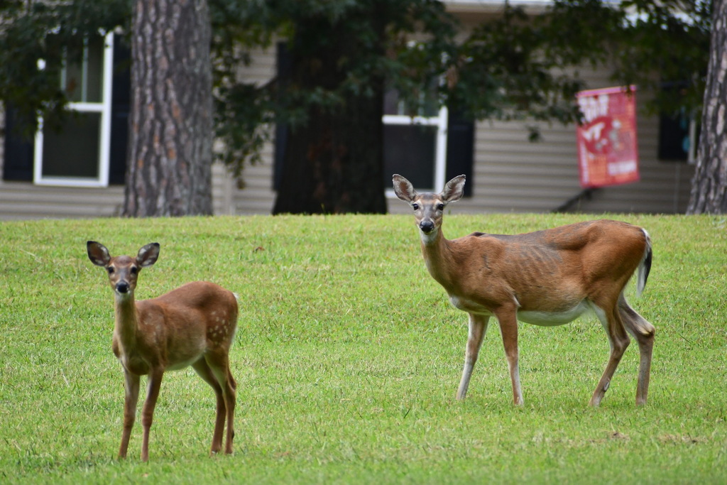 White-tailed Deer from James City County, VA, USA on September 17, 2023 ...