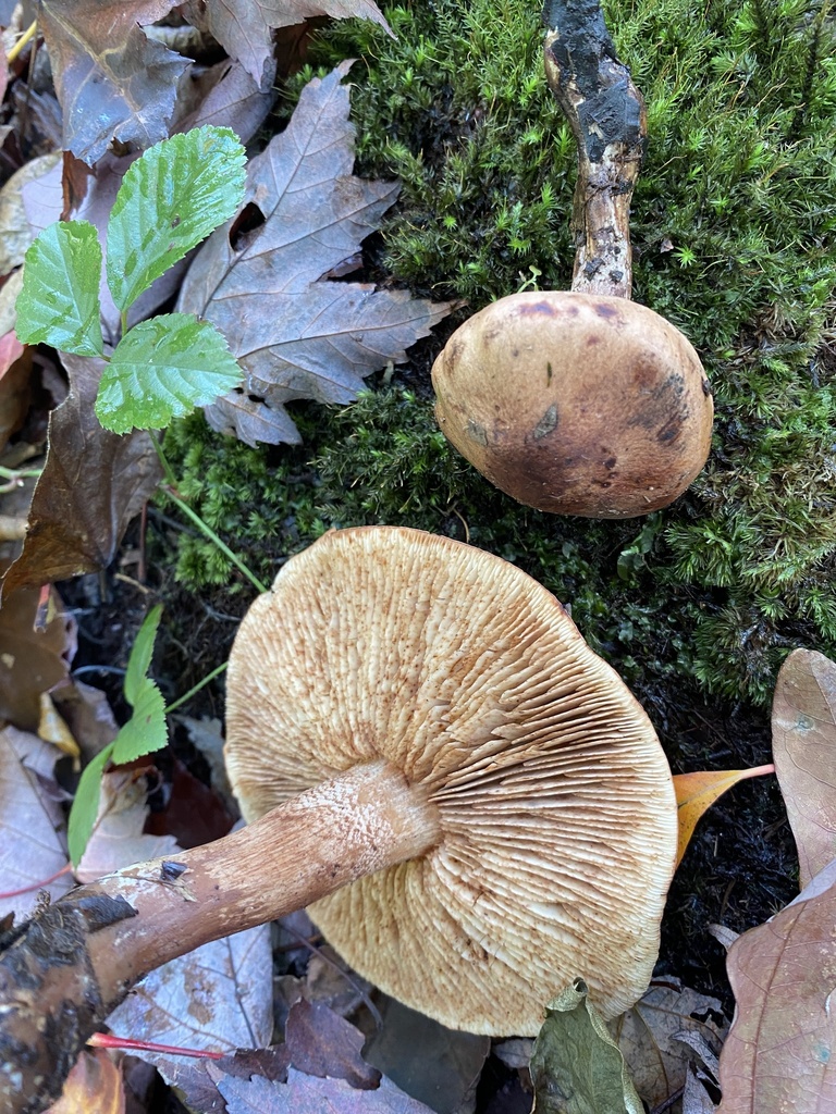 Birch Knight from Chesterton, IN, US on October 21, 2023 at 01:55 PM by ...