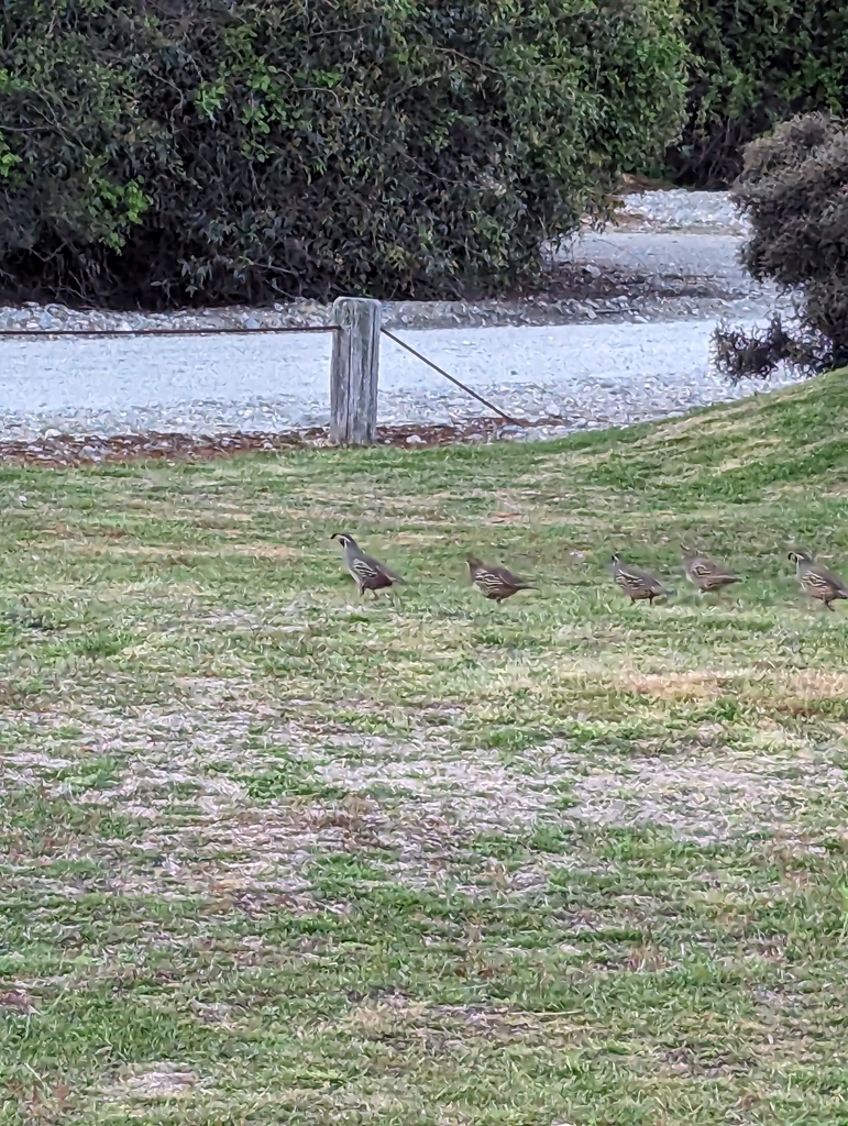 California Quail from Mount Creighton, New Zealand on October 21, 2023 ...
