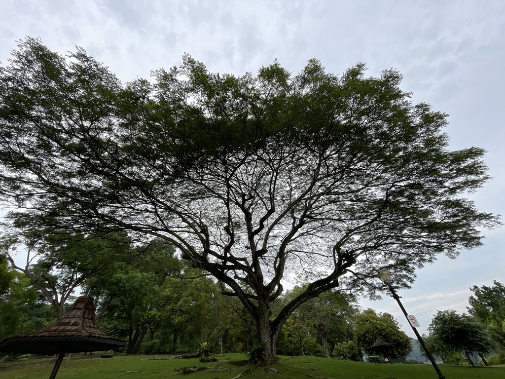 Monkey pod tree from MacRitchie Reservoir, SG on October 23, 2023 at 08 ...