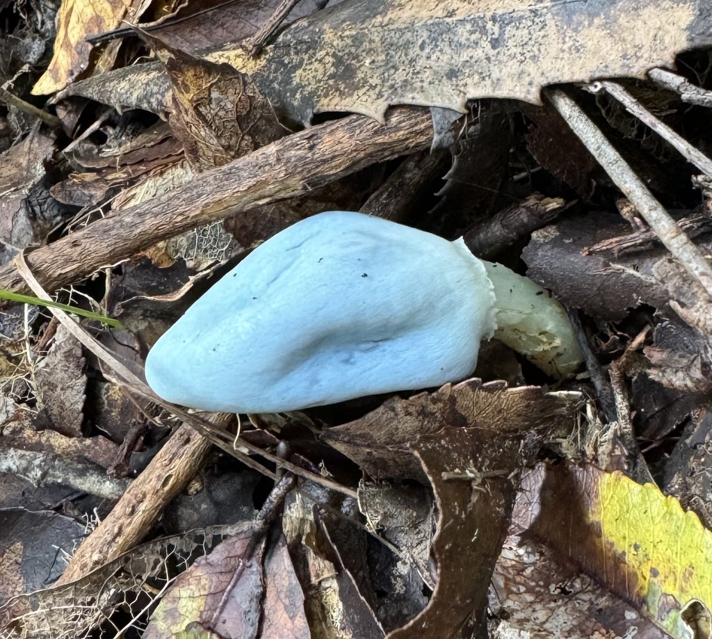 Blue Pouch Fungus from Egmont National Park, Egmont National Park ...
