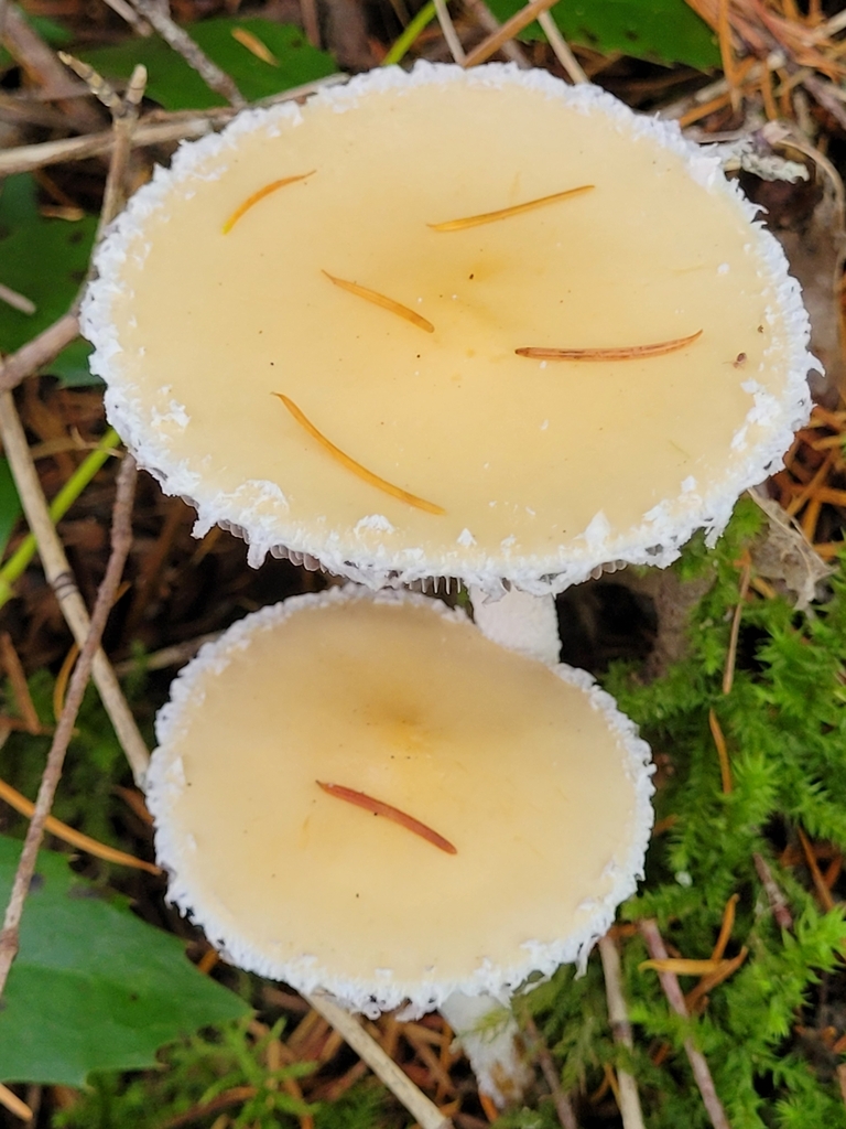 Questionable Stropharia from Randle, WA 98377, USA on October 21, 2023 ...