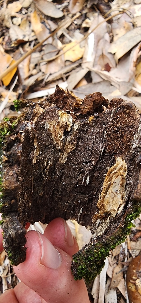 Fungi Including Lichens from Highland Beach, FL 33487, USA on October ...