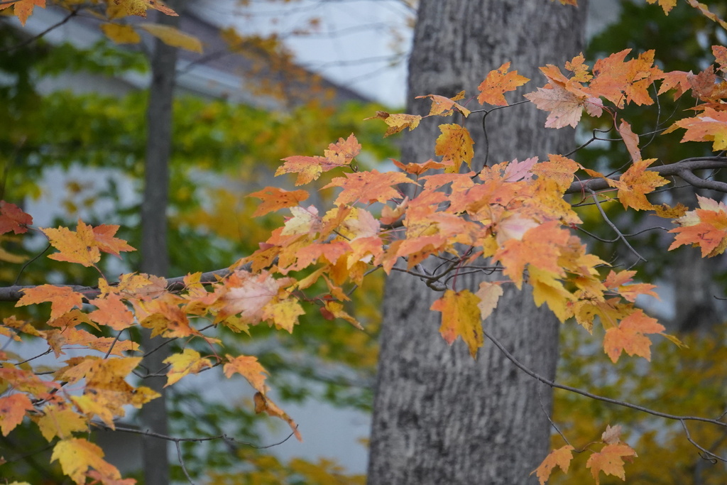 red maple from Montville, NJ, USA on October 22, 2023 at 05:29 PM by ...