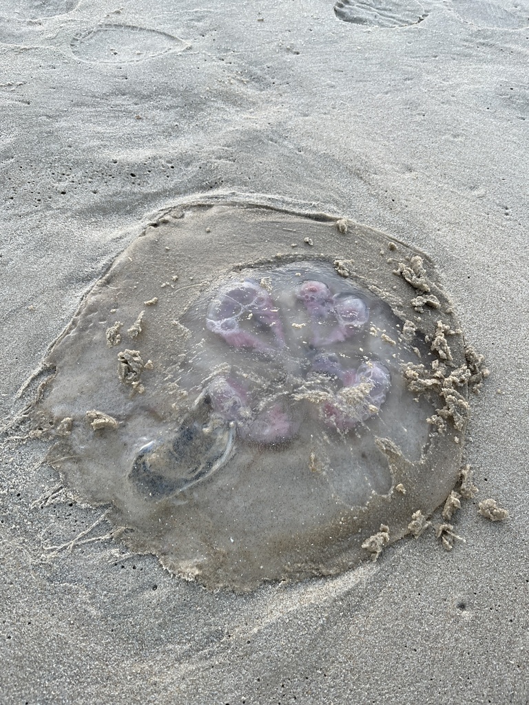 Southern Moon Jelly from North Atlantic Ocean, NC, US on October 22 ...