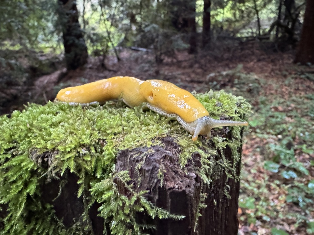 Slender Banana Slug from Henry Cowell Redwoods State Park, Felton, CA ...