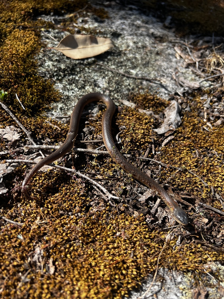 Black-backed Hooded Snake in October 2023 by jari_cornelis · iNaturalist
