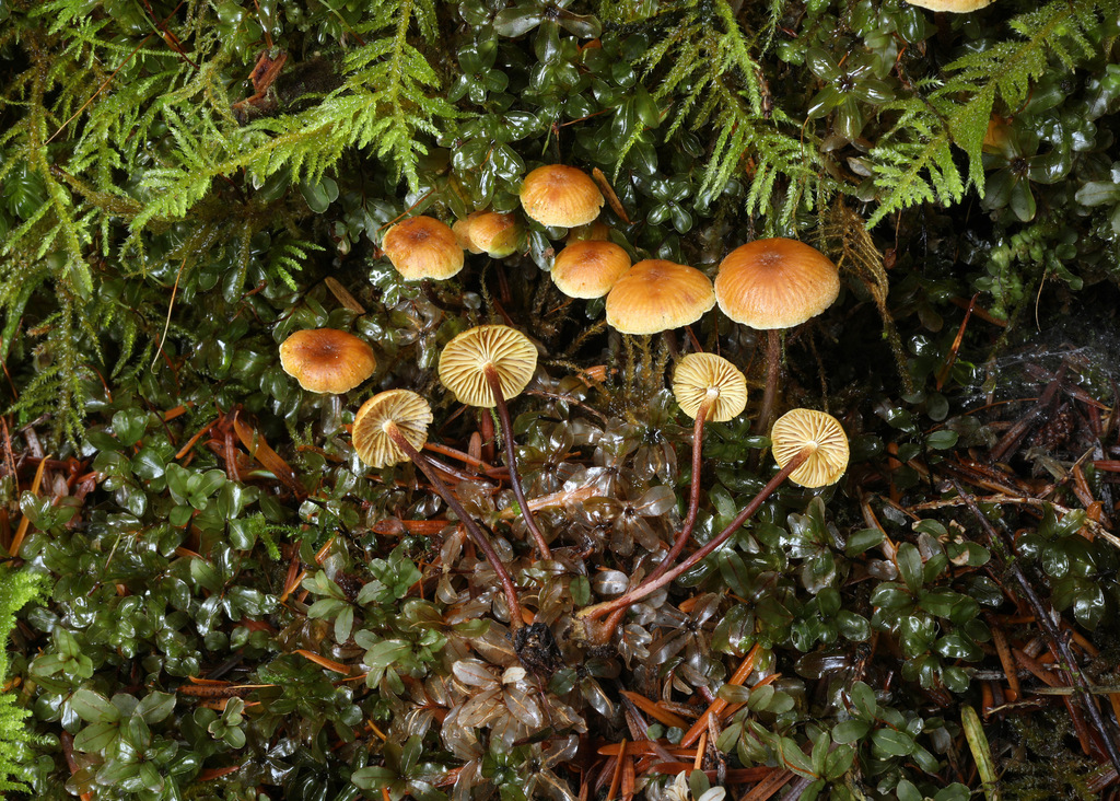 Xeromphalina campanelloides from Whatcom County, US-WA, US on October ...