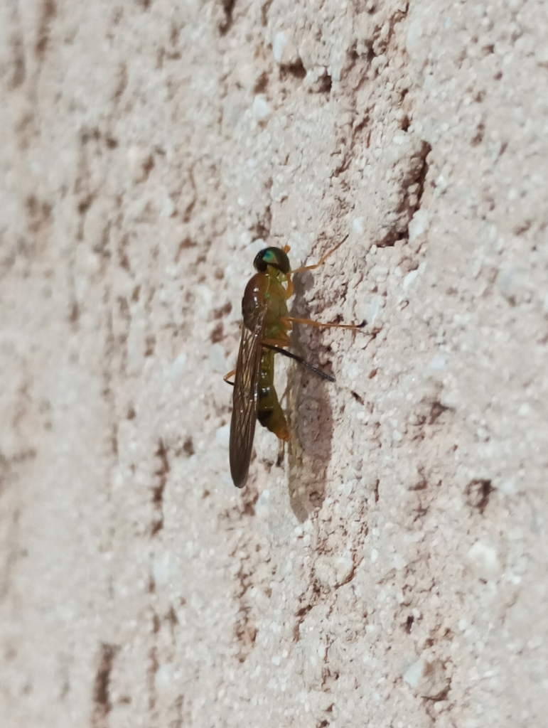 Ptecticus testaceus from . - Cara-Cara, Ponta Grossa - PR, 84033-844 ...