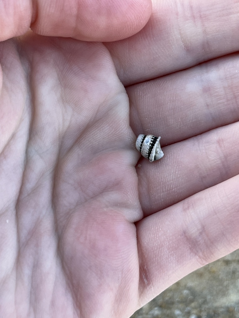 Ilyanassa from S Virginia Dare Trail, Nags Head, NC, US on October 22 ...