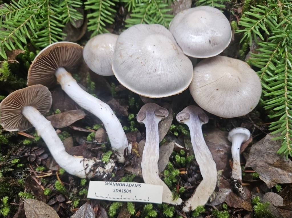 Silvery-violet Cort from Lewis County, US-WA, US on October 22, 2023 at ...