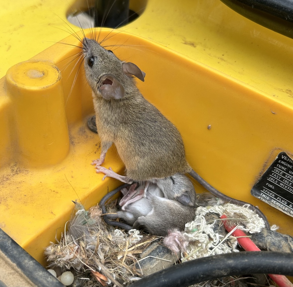 Cactus Mouse from La Paz, BCS, Mexico on October 20, 2023 at 08:30 AM ...