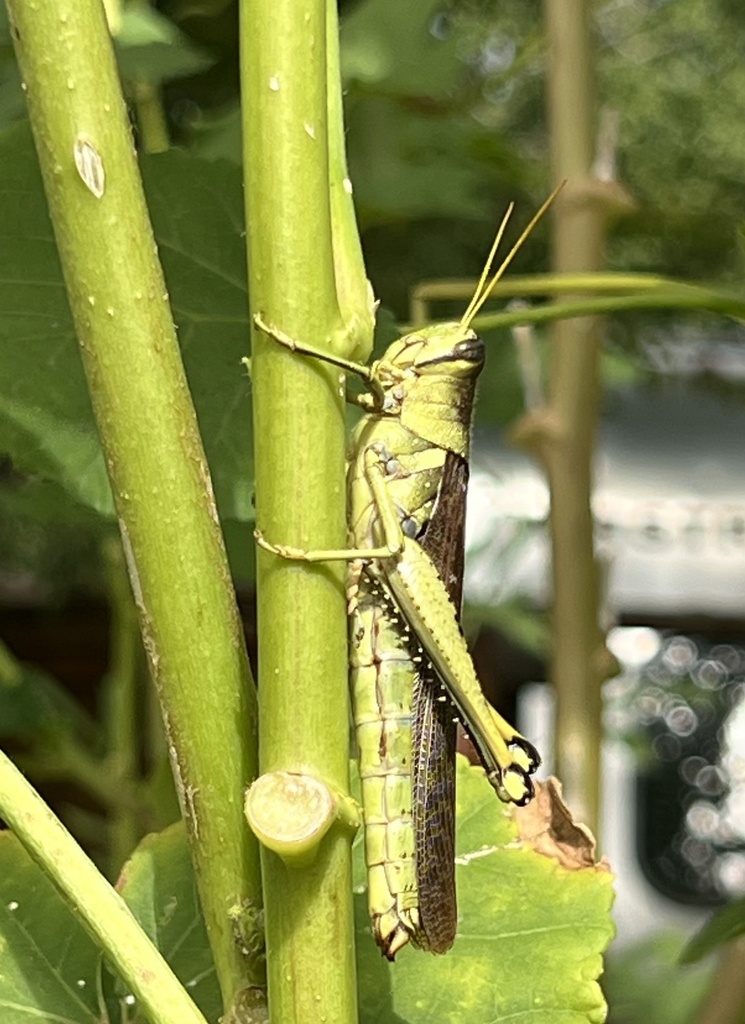 Obscure Bird Grasshopper from Piper Ct, Richardson, TX, US on October ...