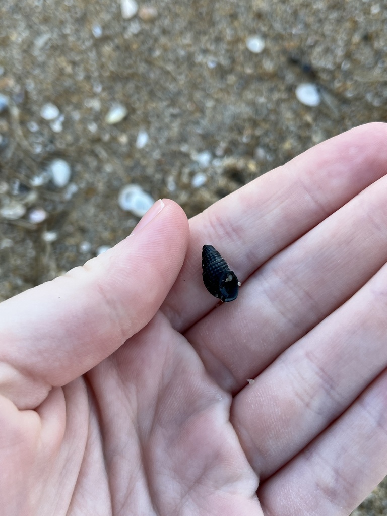 Ilyanassa from North Atlantic Ocean, Nags Head, NC, US on October 22 ...