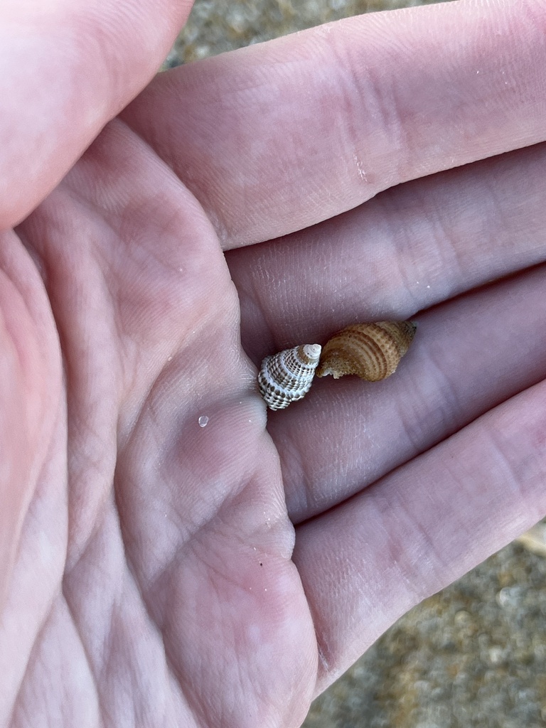 Ilyanassa from North Atlantic Ocean, Nags Head, NC, US on October 22 ...