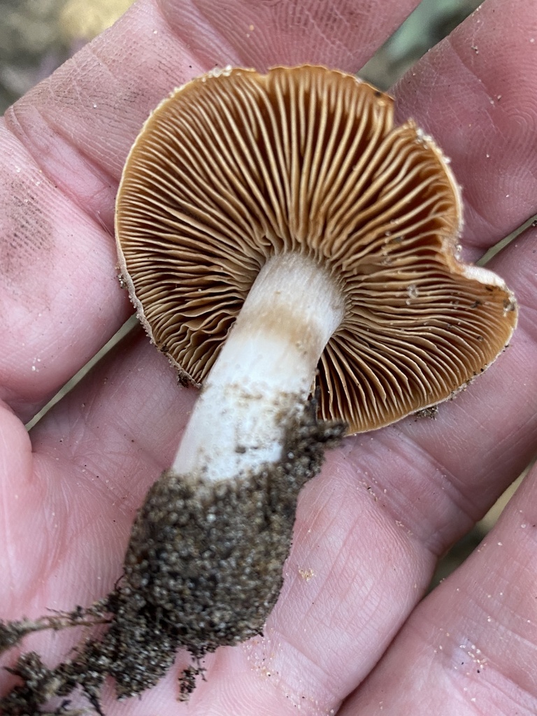 Webcaps from Chesterton, IN, US on October 21, 2023 at 02:58 PM by ...