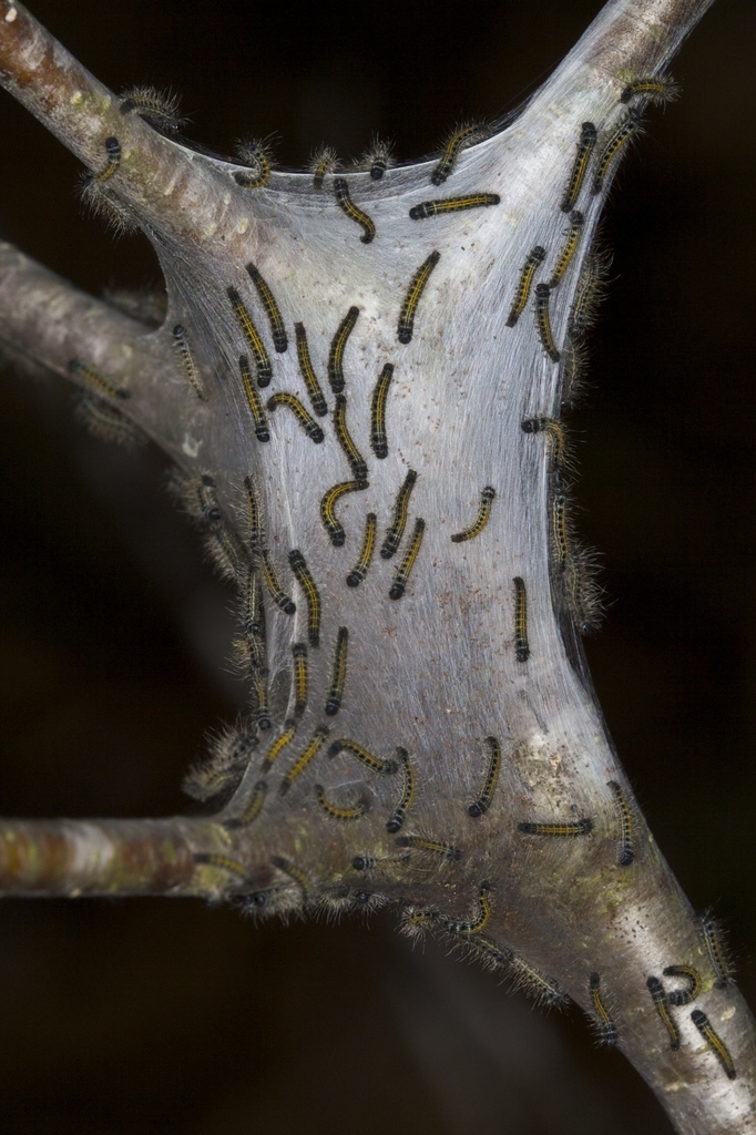 Eastern Tent Caterpillar Moth (Common Caterpillars of Jennings ...