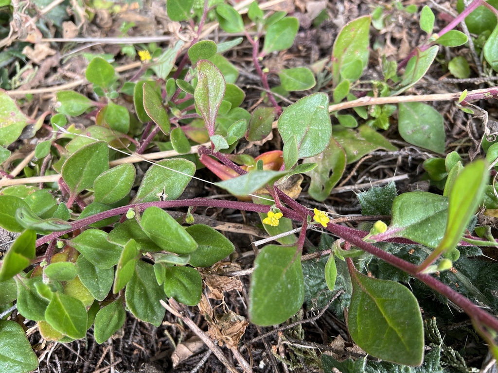 Beach Spinach from Te Waipounamu/South Island, Dunedin, Otago, NZ on ...