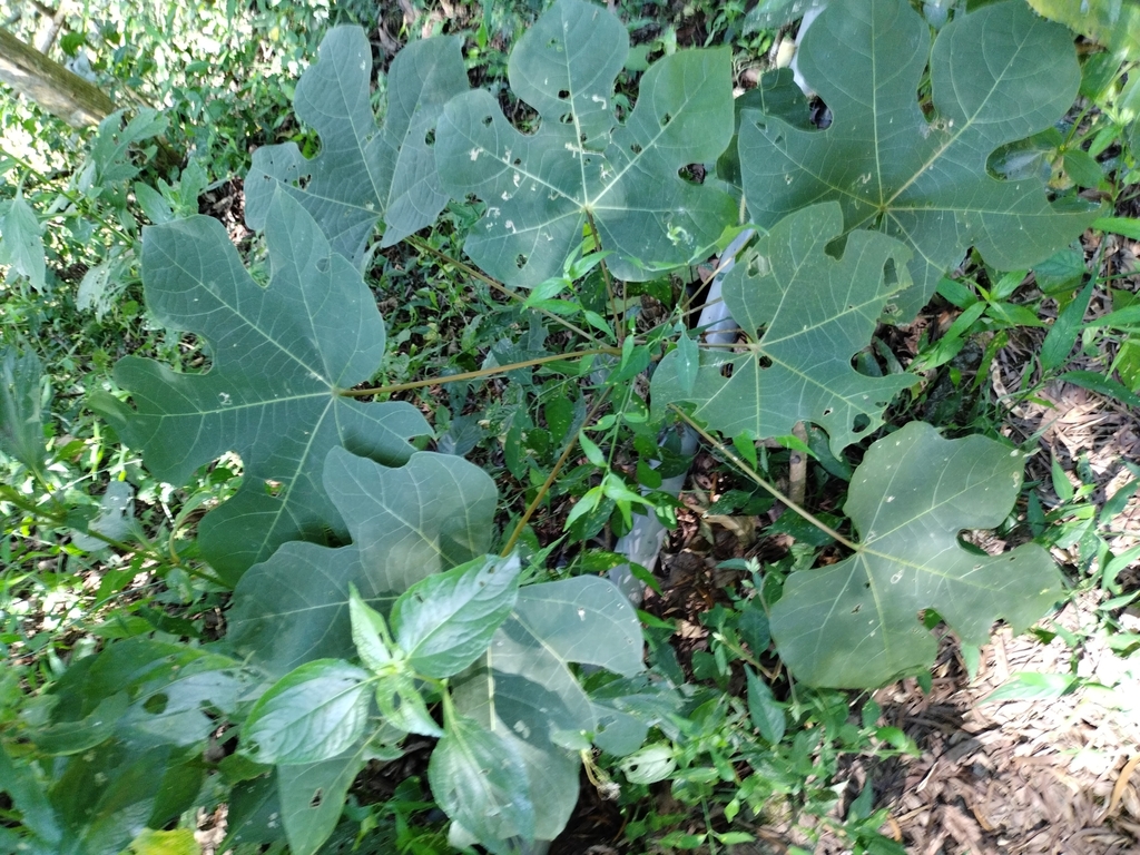 Chinese parasol tree from 848台灣高雄市桃源區高中里 on October 23, 2023 at 10:20 ...