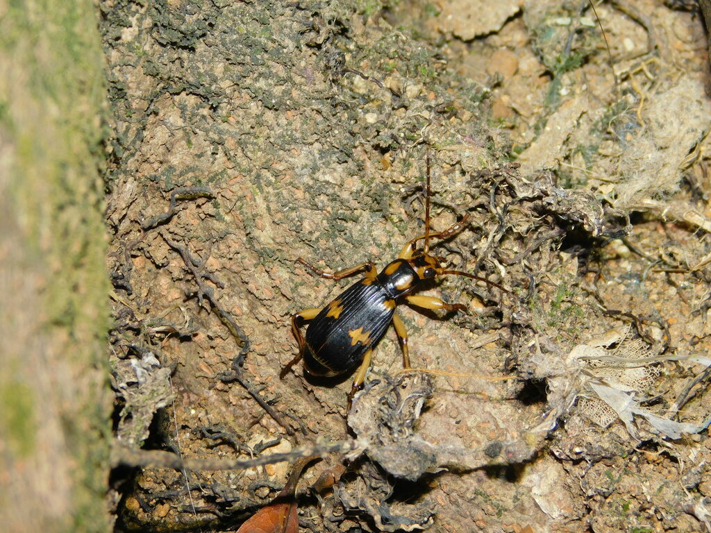Pheropsophus javanus from Cibalong, Garut Regency, West Java, Indonesia ...