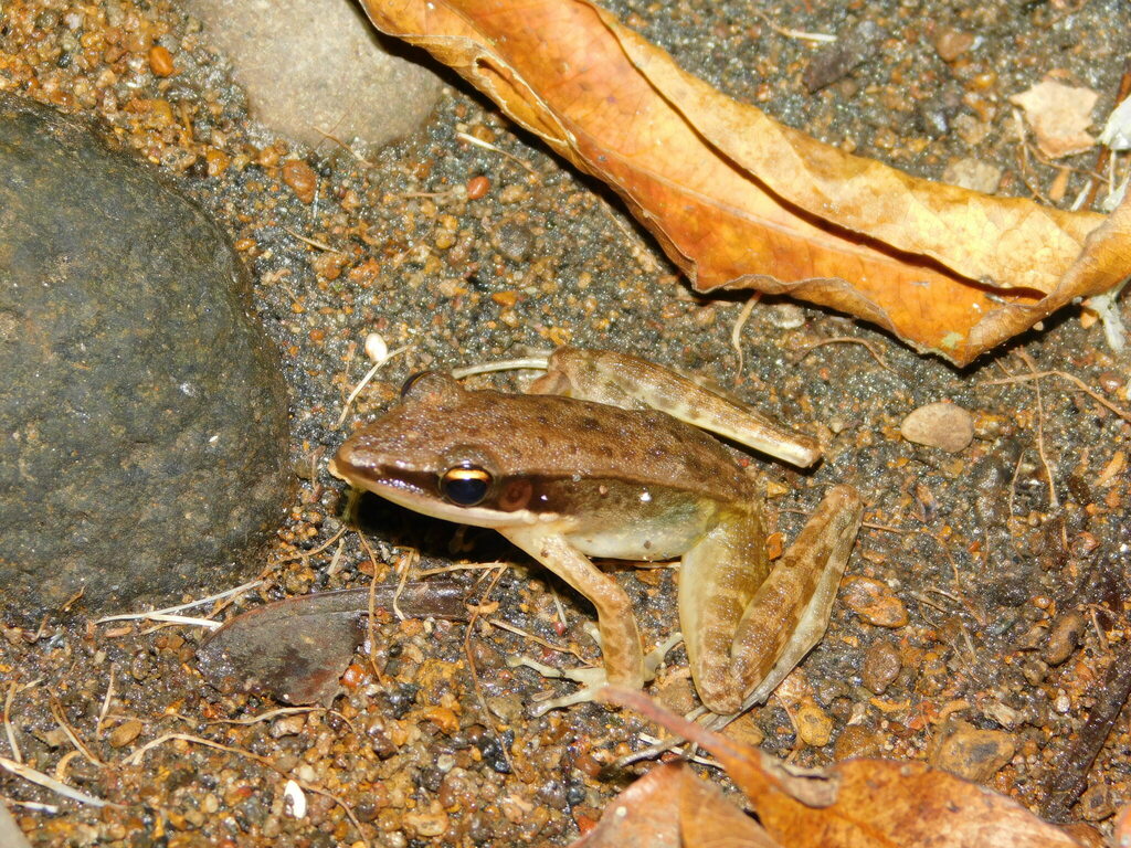 Nicobarese Frog from Cibalong, Garut Regency, West Java, Indonesia on ...