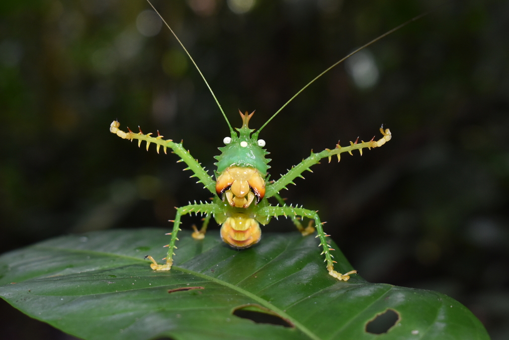 Spiny Devil Katydid from Coronel Portillo, Perú on December 15, 2019 at ...