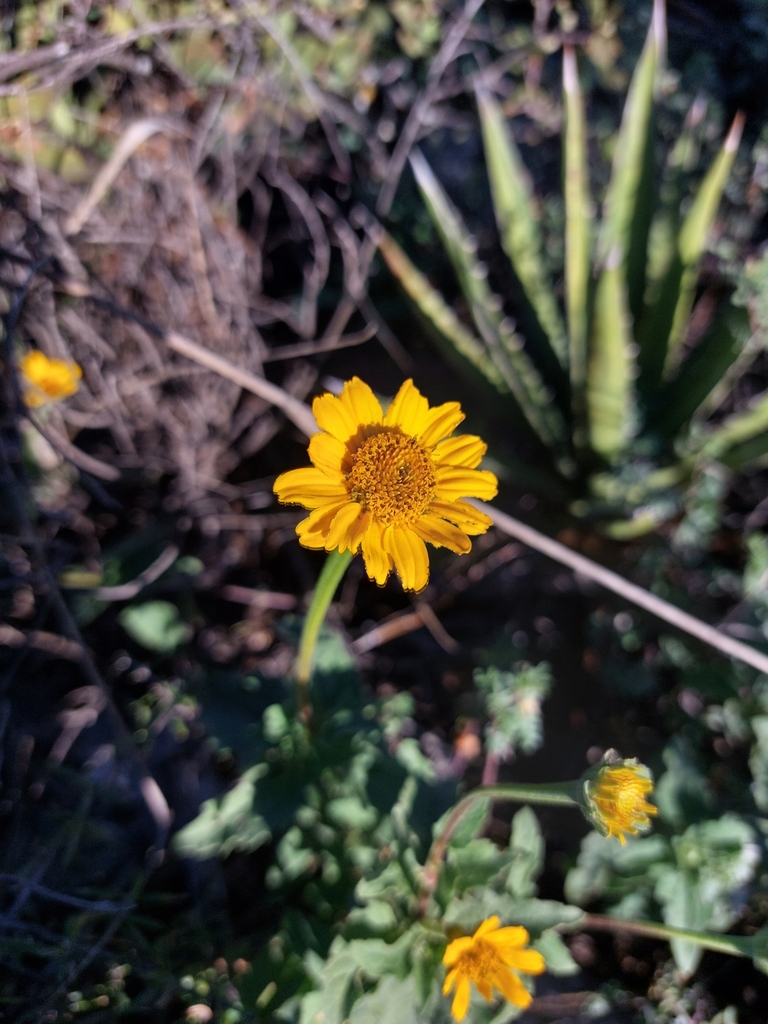 cowpen daisy from 65154 N.L., México on October 22, 2023 at 03:52 PM by ...