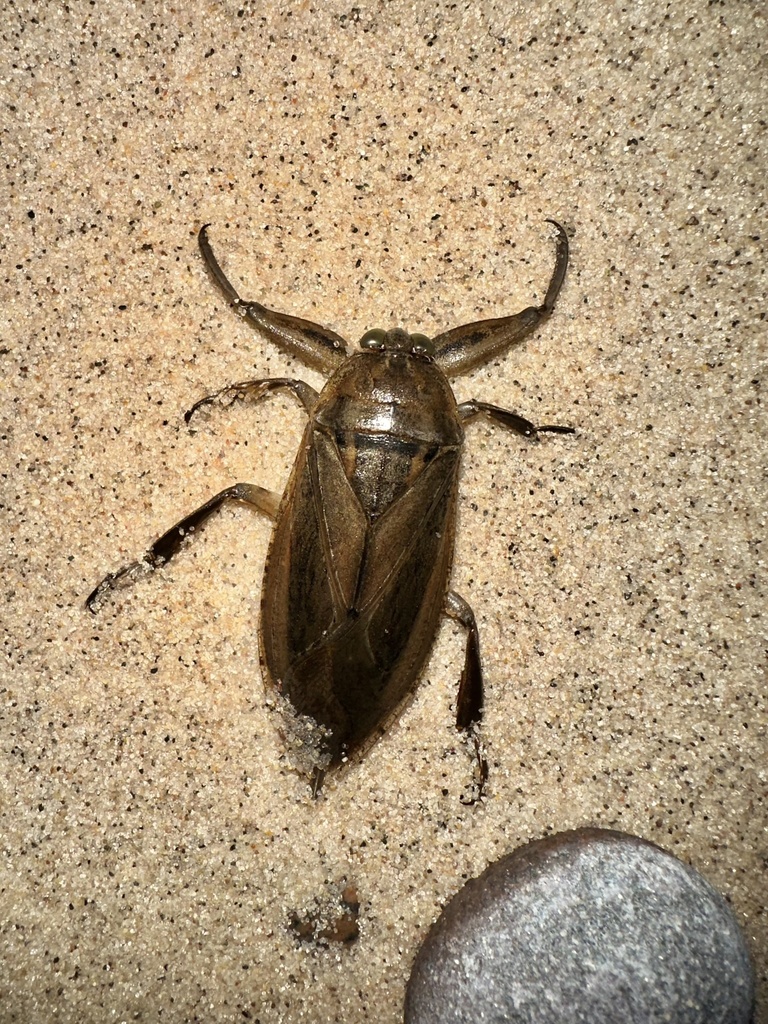 American Giant Water Bug from Newberry, MI, US on October 22, 2023 at ...