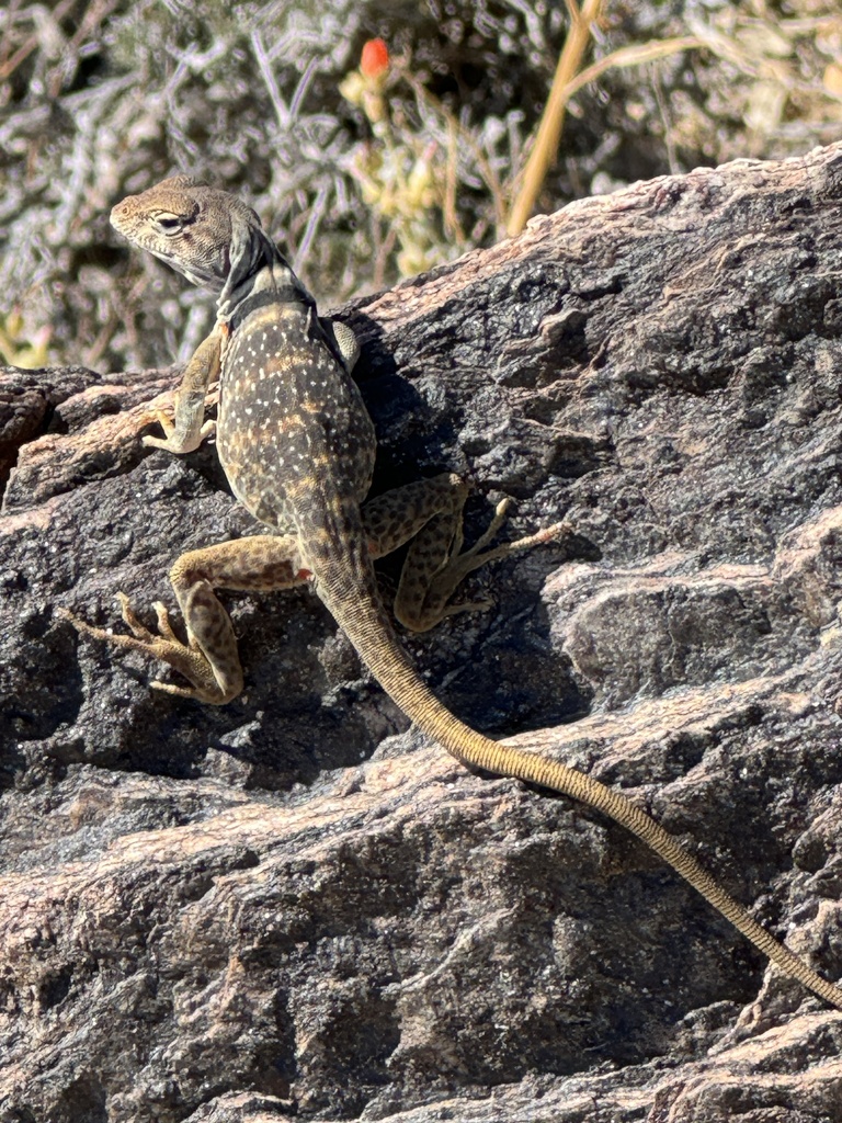 Desert Collared Lizard from Joshua Tree National Park, Desert Hot ...