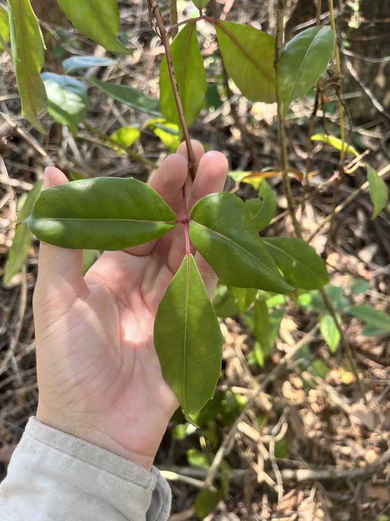 Native Grape from Way St, Mooloolah Valley, QLD, AU on October 23, 2023 ...