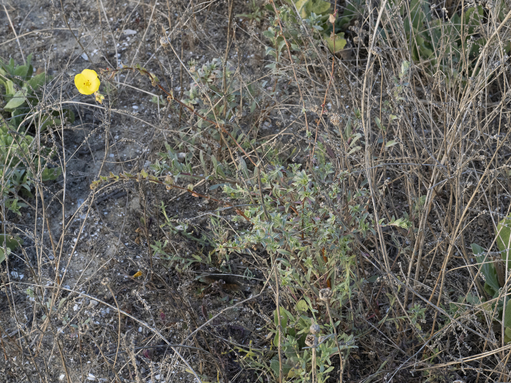 shrubby beach primrose from Mission Bay, San Diego, California, United ...