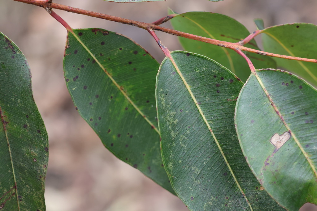 Rough-barked Apple from Genoa VIC 3891, Australia on October 10, 2023 ...